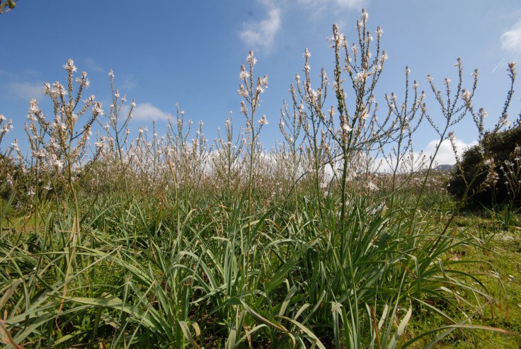 L' ASFODELO, fiore, frutti e materia prima di manufatti di uso quotidiano