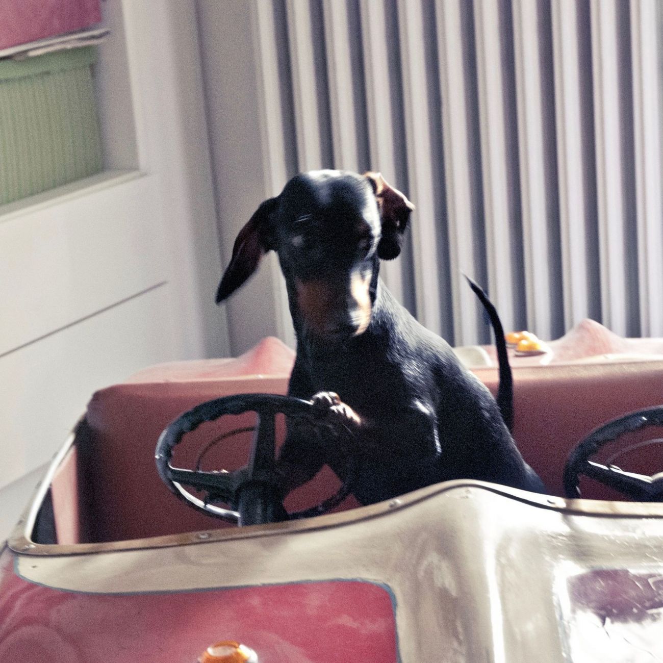 IL CANE BASSOTTO: CARATTERISTICHE E QUALITÁ (FOTO)